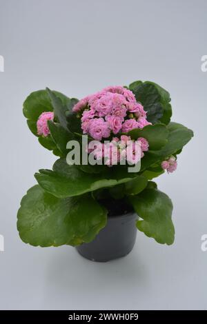 Closeup Fresh Real Pink Carnation Flower Stock Photo - Alamy