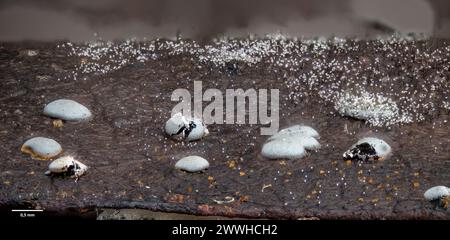 The surface of a decaying leaf. White clumps are sporocarps of the ...