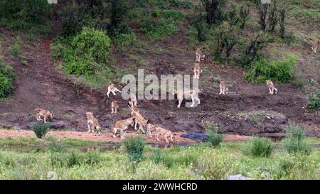 Large pride of lions at Shingwedzi, Kruger NP, South-Africa Stock Photo ...