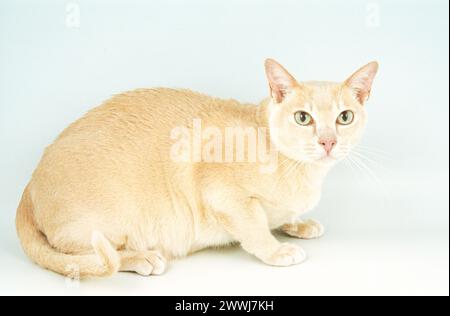 Portrait of Burmese cream cat on white studio background. Pedigree cat ...