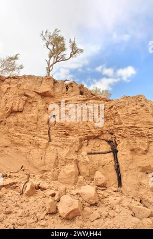 Saxaul tree on mongolian Desert Gobi Stock Photo - Alamy