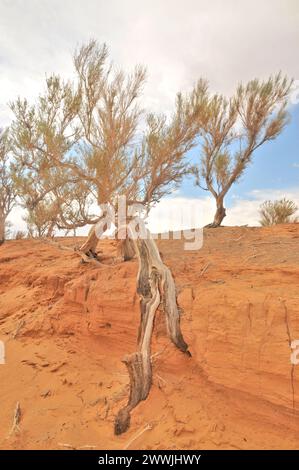 Saxaul tree on mongolian Desert Gobi Stock Photo - Alamy