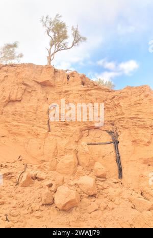 Saxaul tree on mongolian Desert Gobi Stock Photo - Alamy