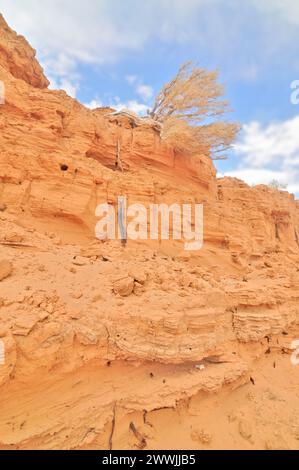 Saxaul tree on mongolian Desert Gobi Stock Photo - Alamy