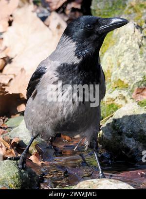 Hooded crow, scald-crow or hoodie, Nebelkrähe, Corneille mantelée ...