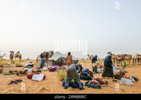 Mauritania, surroundings of Chinguetti, camel drive Stock Photo - Alamy