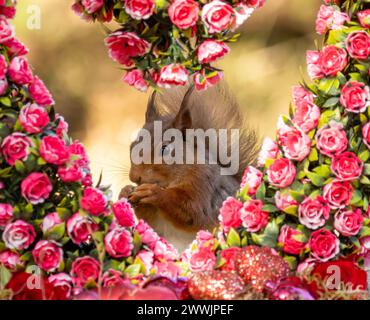 Curious little Scottish squirrel in a romantic rose love heart Stock ...