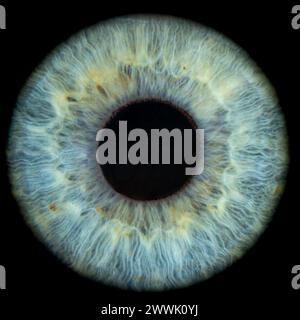 Description: High magnification of Male Blue-Green Colored Eye With ...