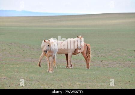 The Mongolian horse - native horse breed of Mongolia Stock Photo - Alamy
