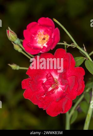 Red flowers on a background of green leaves in nature Stock Photo - Alamy