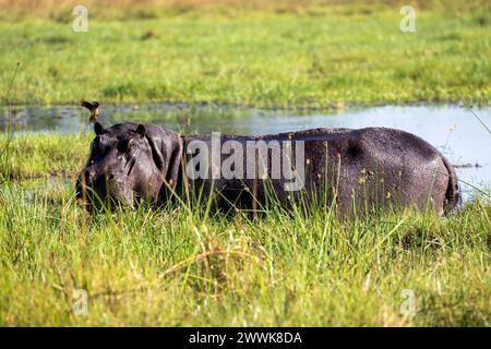 Hippopotamus in grasslands in Botswana, Africa Stock Photo - Alamy