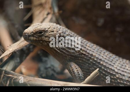 Stokes's skink, Gidgee skink, spiny-tailed skink, Egernia stokesii ...