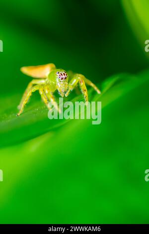 Australian jumping spider Mopsus mormon female Stock Photo - Alamy
