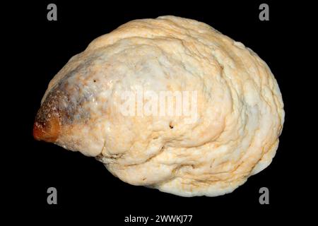 Slipper limpet, slippersnail, common slipper shell, common Atlantic ...