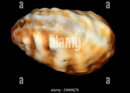 Slipper limpet, slippersnail, common slipper shell, common Atlantic ...