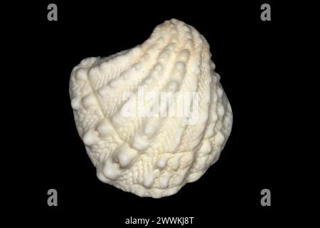 Spiny Jewel Box shell Stock Photo - Alamy