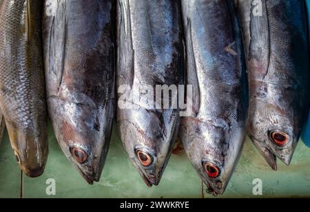 Mackarel tuna, fresh fish in a traditional market in Yogyakarta ...