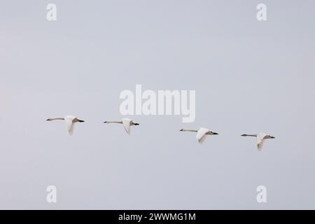 Swans fly above grasslands on Maryland's Eastern Shore Stock Photo - Alamy
