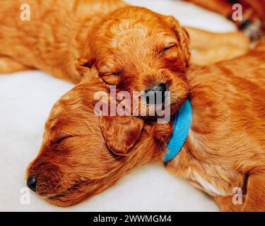 Goldendoodle puppies piled up sleeping inside laundry basket Stock ...