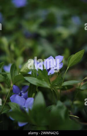 Periwinkle flowers lawn. Spring nature background Stock Photo - Alamy