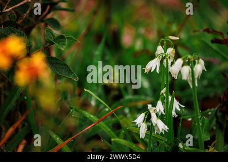 Plants and vegetation of the Azores islands, close up and macro, green ...