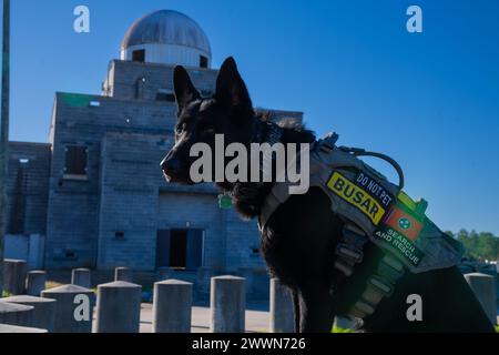 Kato, a multipurpose K9 search and rescue dog who supports and assists ...