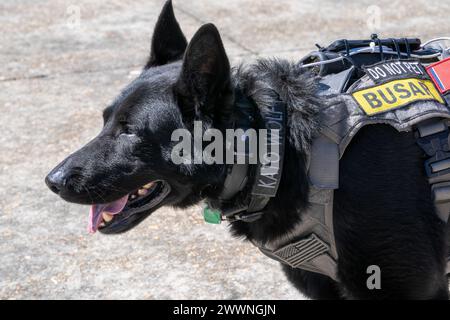 Kato, a multipurpose K9 search and rescue dog who supports and assists ...