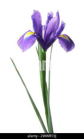 Beautiful violet iris flower isolated on white Stock Photo - Alamy
