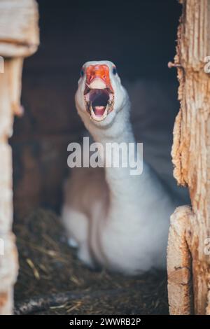 Österreichische Landgans (Austrian Land Goose, Austrian Country Goose ...