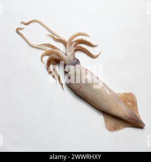 Preparing for a dissection of a Californian calamari squid in the UK ...