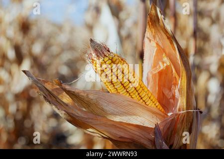 mature yellow cob of sweet corn on the field. Collect corn crop Stock ...