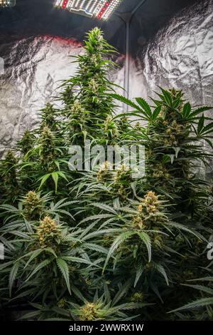 The flowering cannabis plants growing indoors in a cultivation room ...