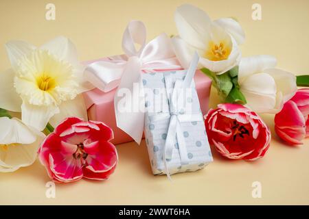 Gift boxes with beautiful tulips and daffodil flowers on white ...