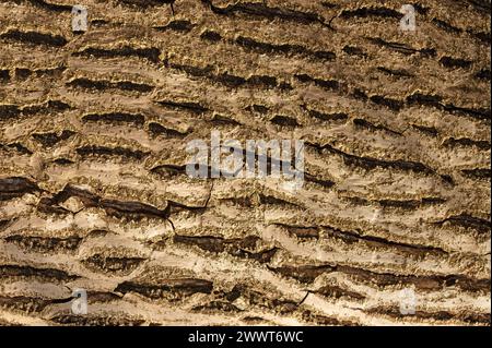 Walnut tree trunk detail photo Stock Photo - Alamy