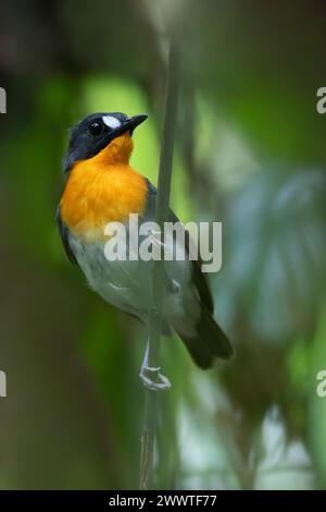 Gabon forest robin, Orange-breasted Forest-Robin (Stiphrornis ...