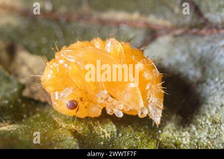 Hazel weevil (Apoderus coryli), pupa, Germany Stock Photo - Alamy