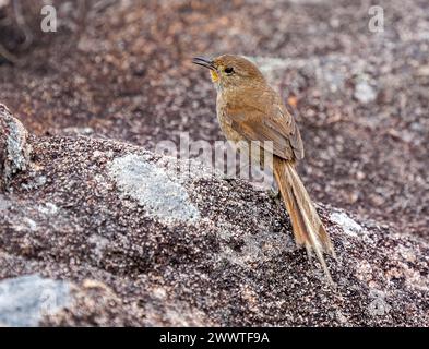 Itatiaia Thistletail (Asthenes moreirae), perching on a lichen-covered ...