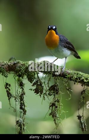 Gabon forest robin, Orange-breasted Forest-Robin (Stiphrornis ...
