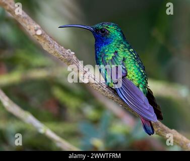 A male Lazuline Sabrewing (Campylopterus falcatus) at Santa Marta ...