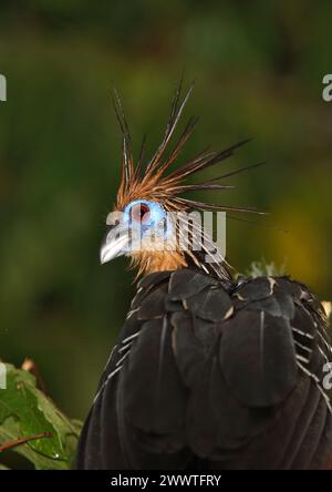 Hoatzin (Opisthocomus hoazin) portrait, side view, head and shoulders ...