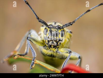 longhorn beetle (Saperda perforata), portrait, Germany Stock Photo - Alamy