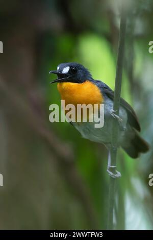 Gabon forest robin, Orange-breasted Forest-Robin (Stiphrornis ...