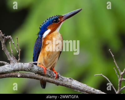 Malagasy kingfisher, Corythornis vintsioides, Ankarafantsika National ...