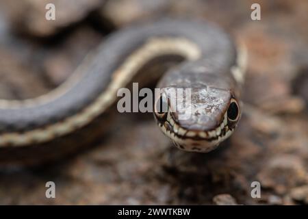 A striped racer or California whipsnake (Masticophis lateralis) a fast ...