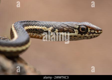 A striped racer or California whipsnake (Masticophis lateralis) a fast ...