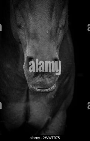 Old man Tiko Stock Photo - Alamy