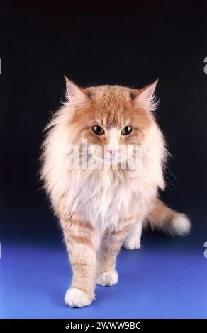 Norwegian Forest Cat, blue-silver tabby classic Stock Photo - Alamy