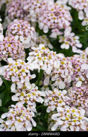 Close up of evergreen candytuft (iberis sempervirens) flowers in bloom ...