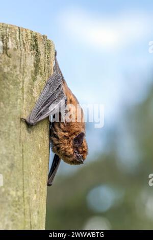 Common Pipistrelle Bat; Pipistrellus pipistrellus; UK Stock Photo - Alamy