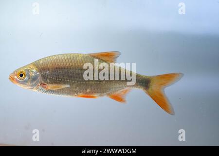 roach x rudd hybrid adult fish Stock Photo - Alamy